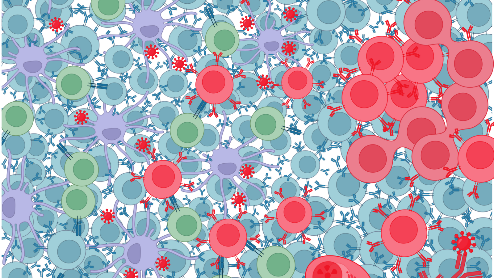 Building better B cells: An interview with James Voss - IAVI