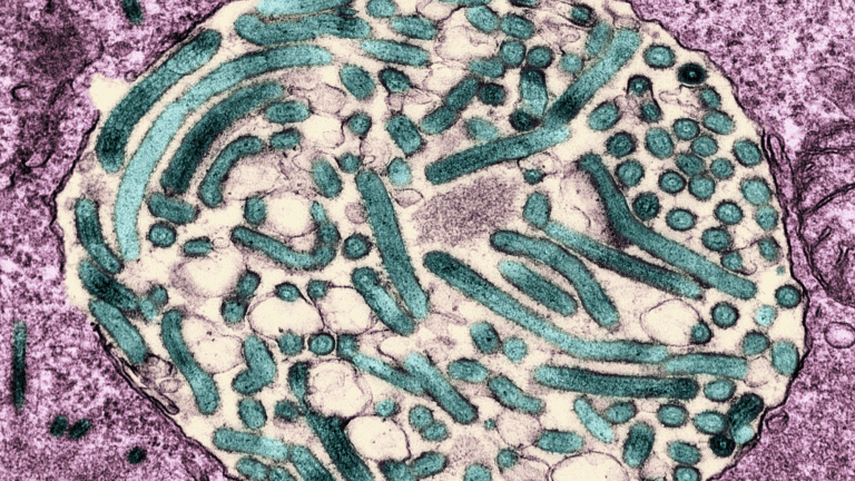 Fast facts about the preclinical data supporting IAVI’s Marburg virus ...